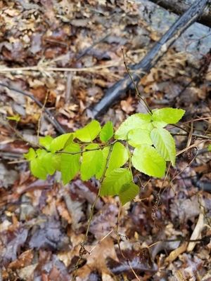 How to Grow and Care for Water elm