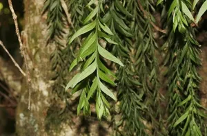 How to Prune Fork fern