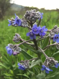 How to Propagate False alkanet
