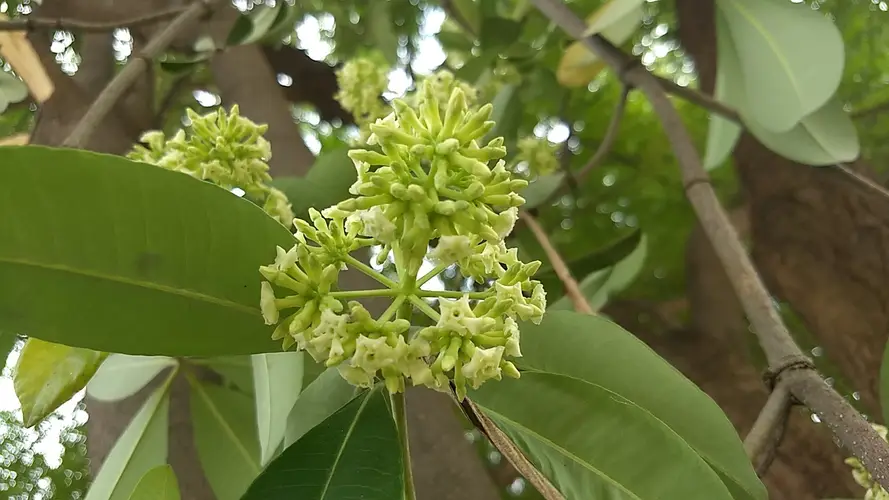 Pokok Pulai (Alstonia scholaris) - PictureThis