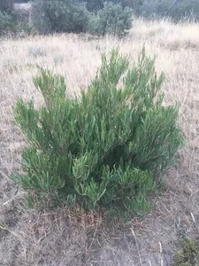 How to Propagate Hop wattle
