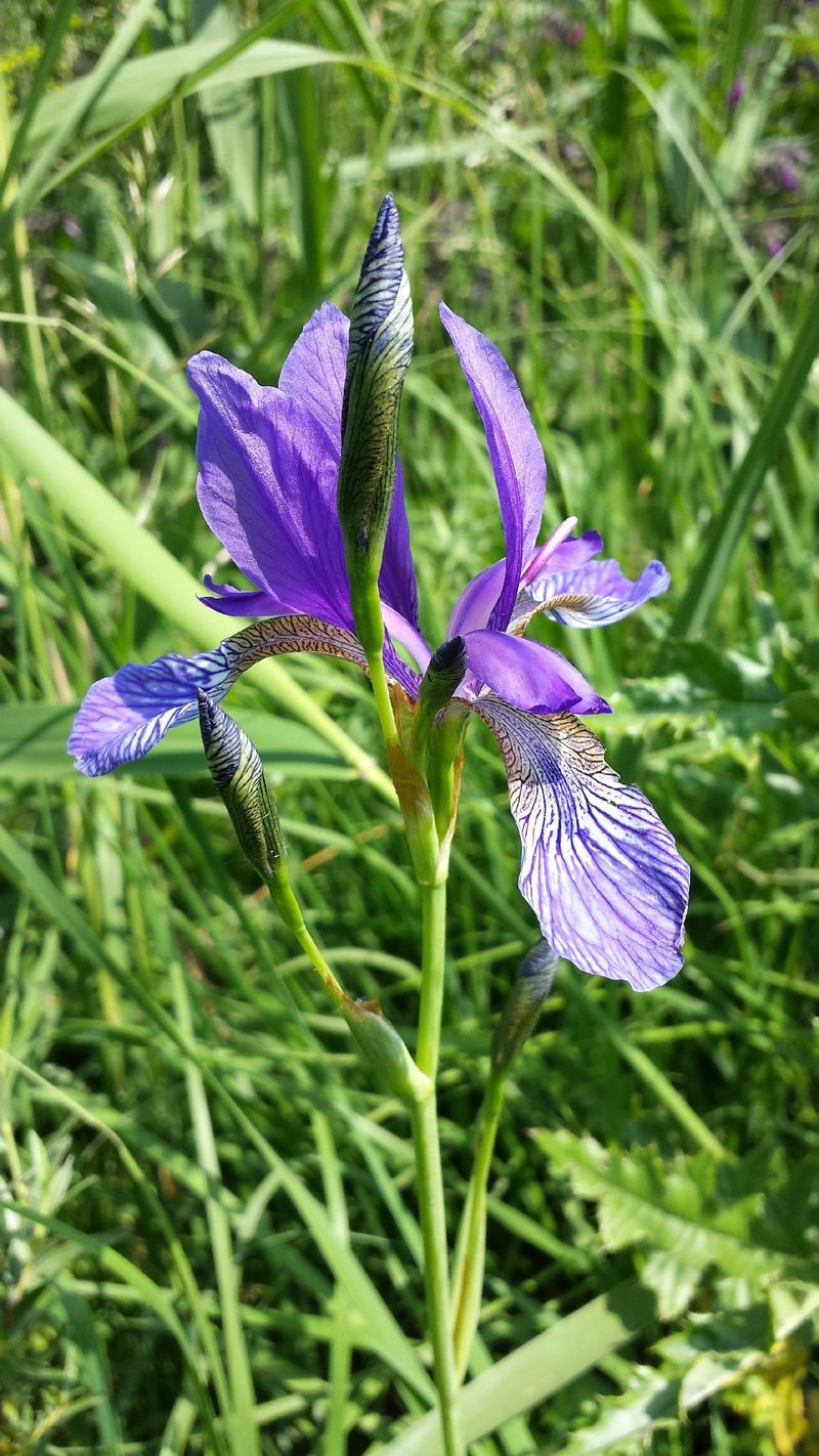 Is Siberian iris Poisonous