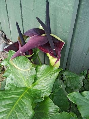 Cala negra - Arum palaestinum (Cuidado, Características, Distribución ...