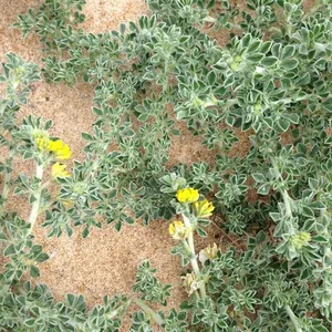 How to Prune Sea medick