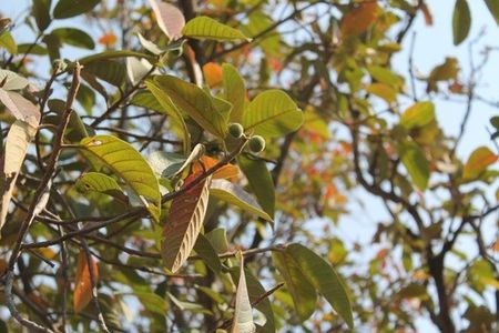 How to Grow and Care for Ficus velutina