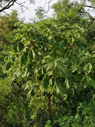 Sterculia (Sterculia urens) Flower, Leaf, Care, Uses - PictureThis