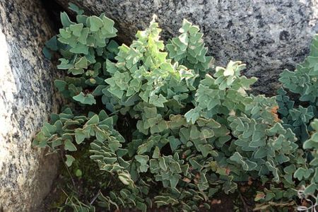 Cómo cultivar y cuidar una Pellaea calomelanos