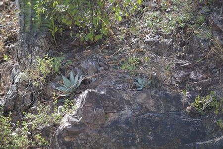 Cómo cultivar y cuidar una Lechuguilla