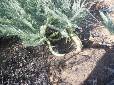 How to Grow and Care for Elephant's root