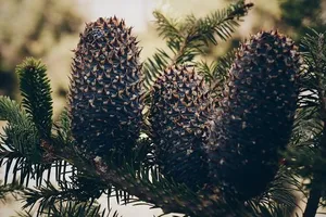 How to Transplant Vejar's fir? (Ideal time, Methods, and Post Care)