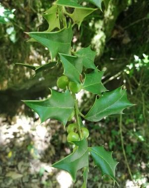 Acebo de Perny (Ilex pernyi) - PictureThis
