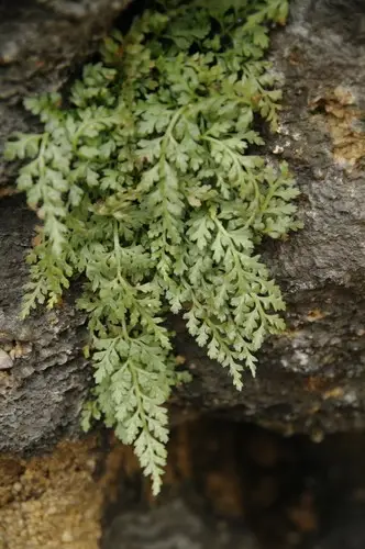 Asplenium montanum - PictureThis