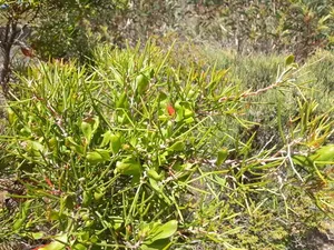 How to Propagate Two-leaf Hakea