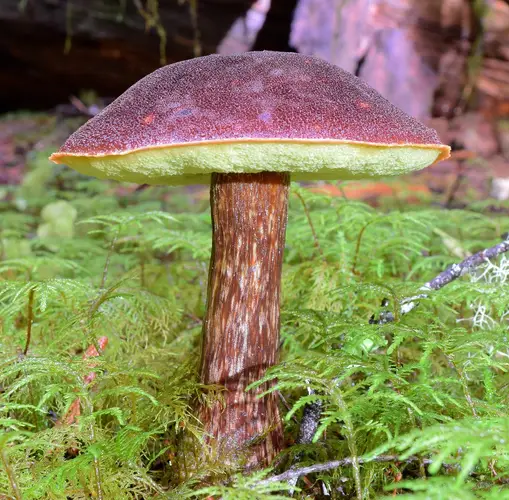 Boletus admirable (Aureoboletus mirabilis) - PictureThis