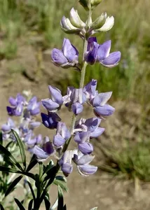 How to Propagate Silvery lupine