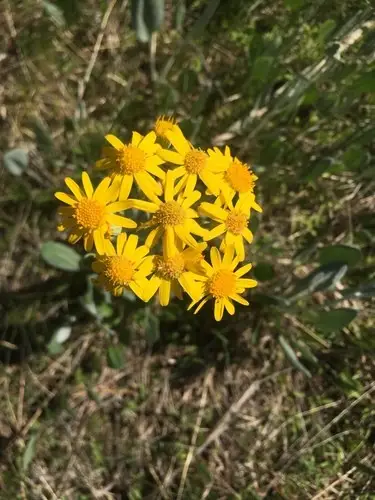 Woolly ragwort (Packera tomentosa) Flower, Leaf, Care, Uses - PictureThis