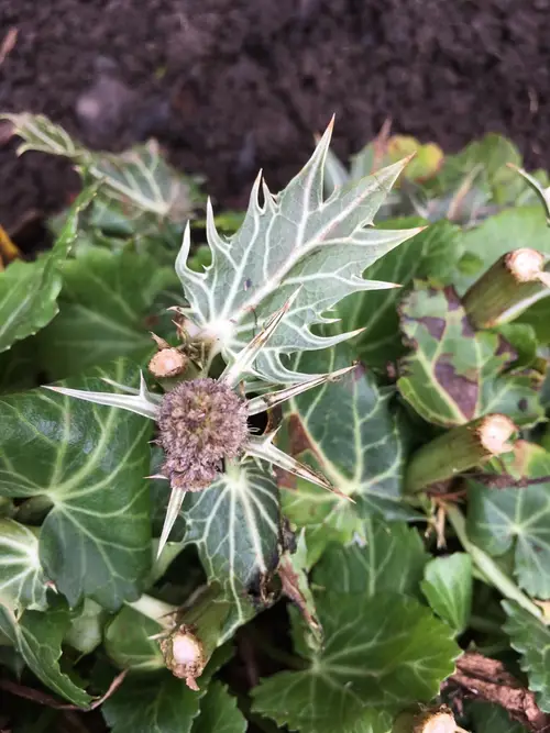 Tournefort's gundelia (Gundelia tournefortii) Flower, Leaf, Care, Uses ...