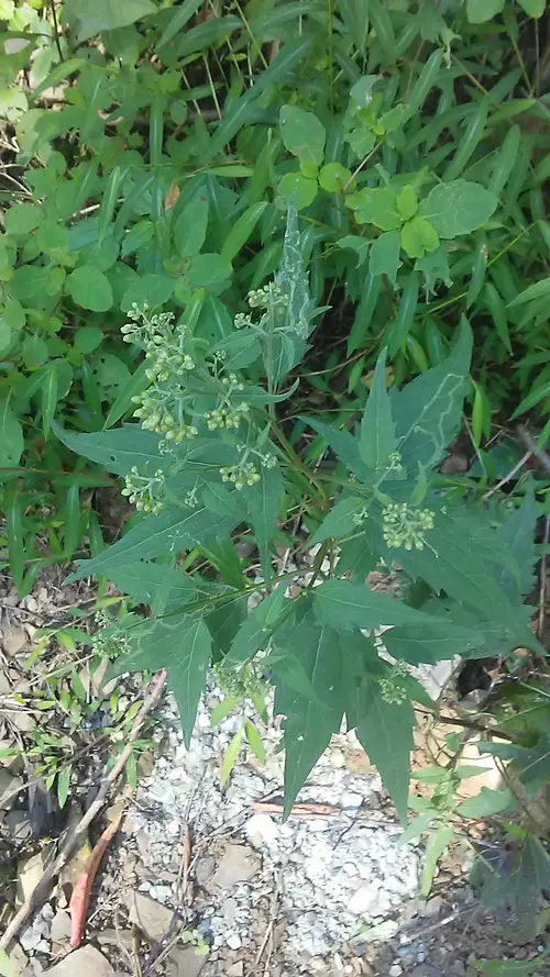 Flor de borla (Brickellia grandiflora) - PictureThis