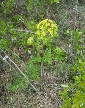 Texas prairie parsley (Polytaenia texana) - PictureThis