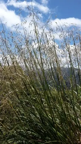 Broad leaved snow tussock (Chionochloa flavescens) Flower, Leaf, Care ...