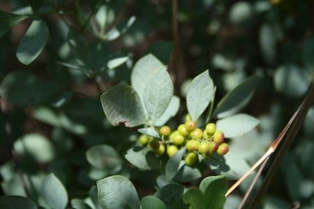 How to Grow and Care for Blue crowberry