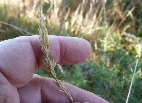 Antoxanto aristado (Anthoxanthum aristatum) - PictureThis