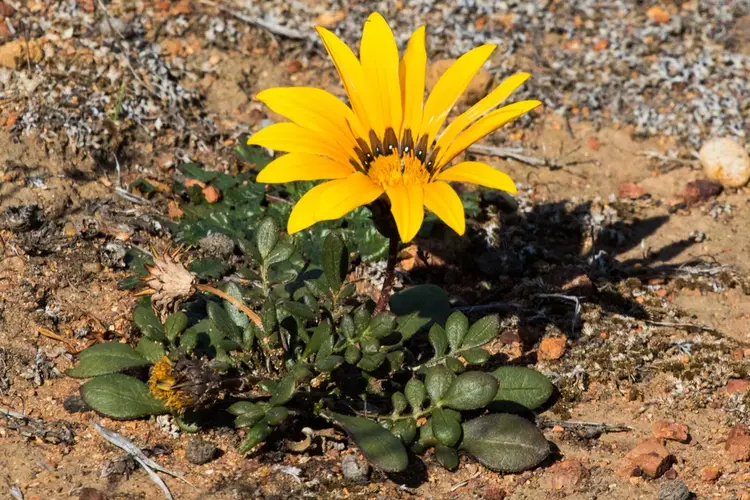 How to Plant and Grow Treasure flower(Gazania rigens)