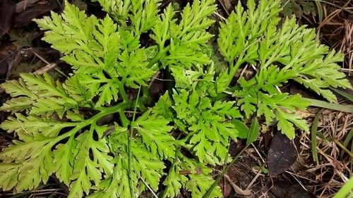 How to Grow and Care for Parsley fern