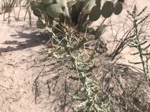 ¿Cómo se poda mi Choya tasajillo macho?