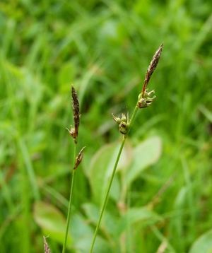 Carex lucorum - PictureThis