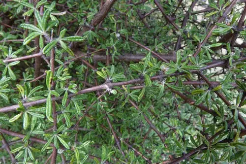 Olearia bullata - PictureThis