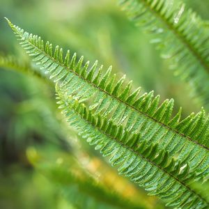 Tuberous sword fern - Nephrolepis cordifolia (Care, Characteristics ...