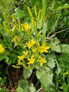 How to Prune Hawk's beard