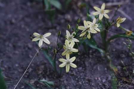 How to Grow and Care for Golden brodiaea