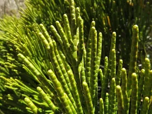 How to Prune Whipcord hebe
