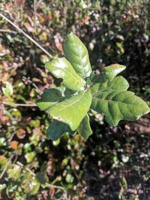 Chapman oak (Quercus chapmanii) - PictureThis