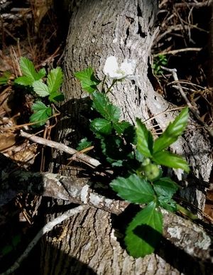 How to Grow and Care for Pennsylvania blackberry