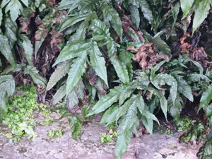 How to Propagate Broad halberd fern