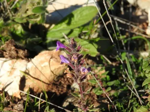 Clinopodium suaveolens - PictureThis