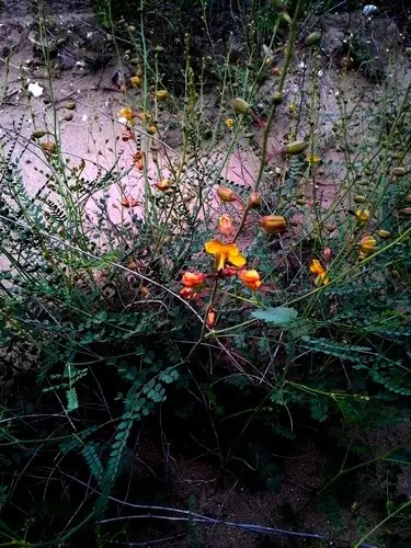 Tailed nicker (Caesalpinia caudata) Flower, Leaf, Care, Uses - PictureThis