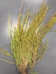How to Transplant Barb grass? (Ideal time, Methods, and Post Care)