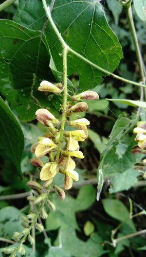 How to Grow and Care for Sticky sage
