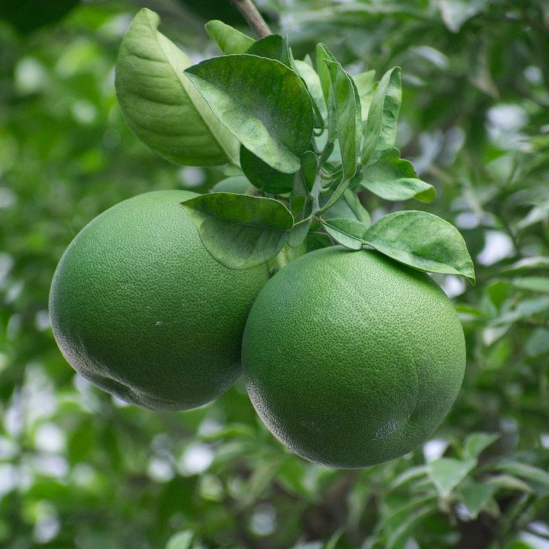 What Are Common Problems in Pomelo Plants?