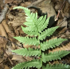 🌱 How to Propagate Massachusetts fern