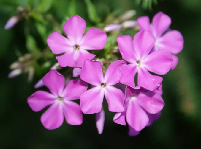 How to Plant and Grow Garden phlox(Phlox paniculata)