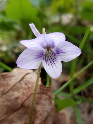How to Grow and Care for Longspur violet