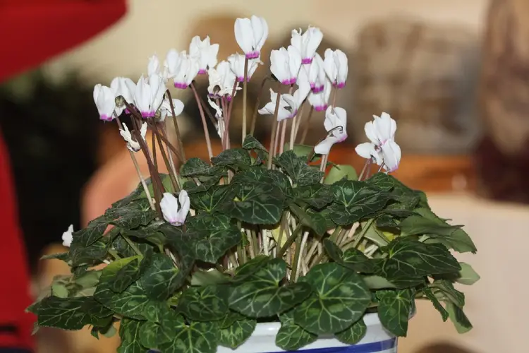 How to Plant and Grow Persian cyclamen(Cyclamen persicum)