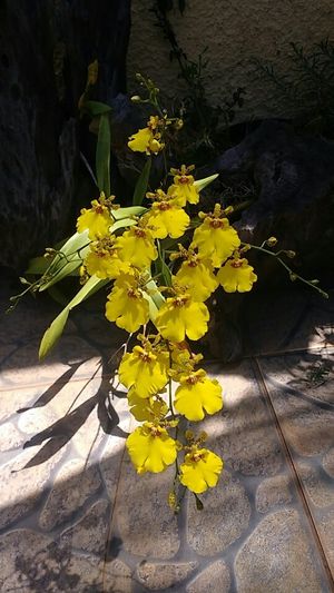 How to Grow and Care for Turtle shell orchid