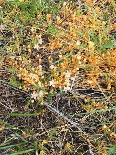 Golden dodder (Cuscuta tasmanica) Flower, Leaf, Care, Uses - PictureThis