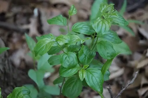 How to Plant and Grow Common buckthorn(Rhamnus cathartica)